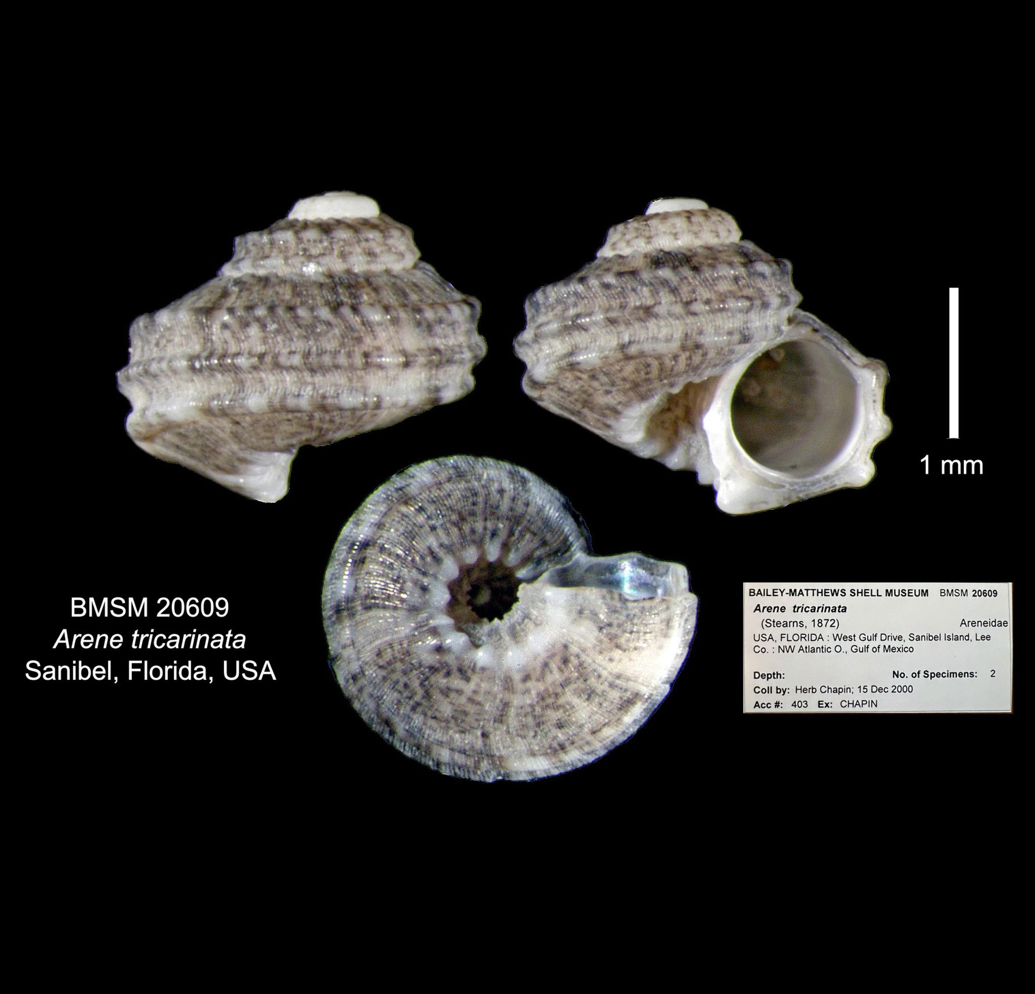 Southwest Florida Shells Guide - Bailey-Matthews National Shell Museum ...