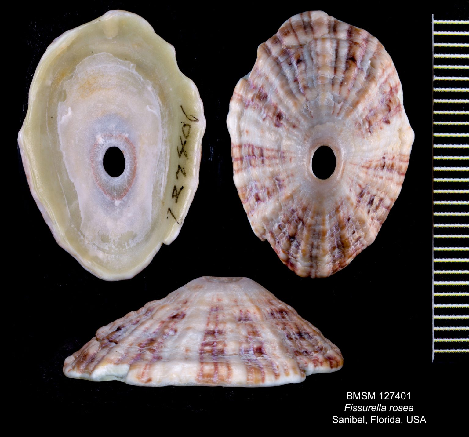 Southwest Florida Shells Guide - Bailey-Matthews National Shell Museum ...