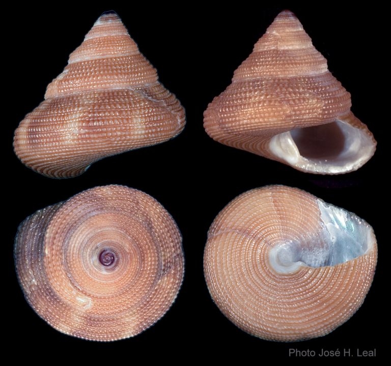Southwest Florida Shells Guide - Bailey-Matthews National Shell Museum ...