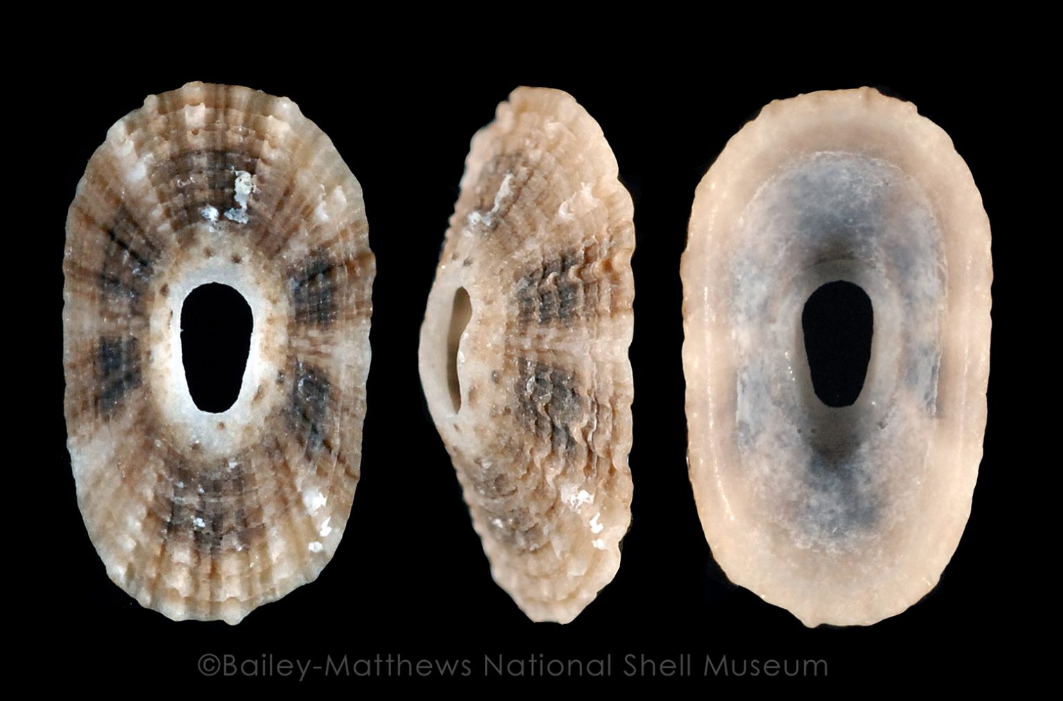 Southwest Florida Shells Guide - Bailey-Matthews National Shell Museum ...