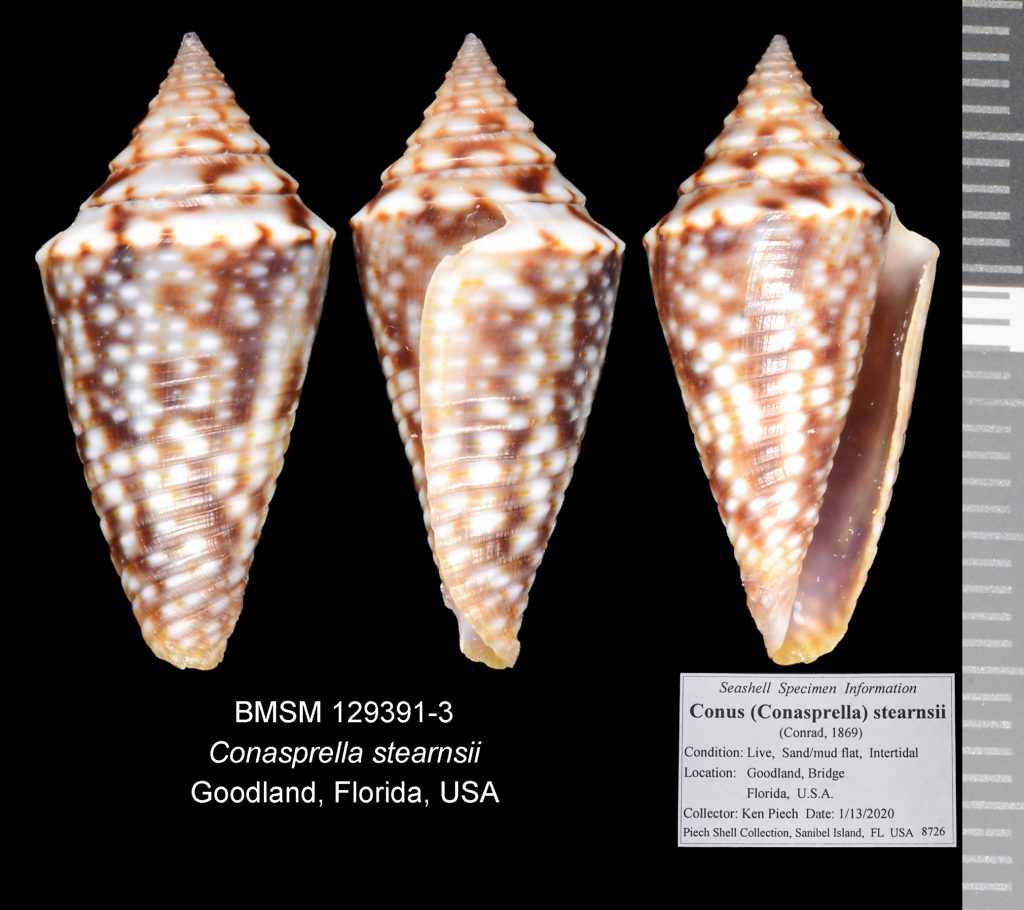 Family Conidae – Bailey-Matthews National Shell Museum