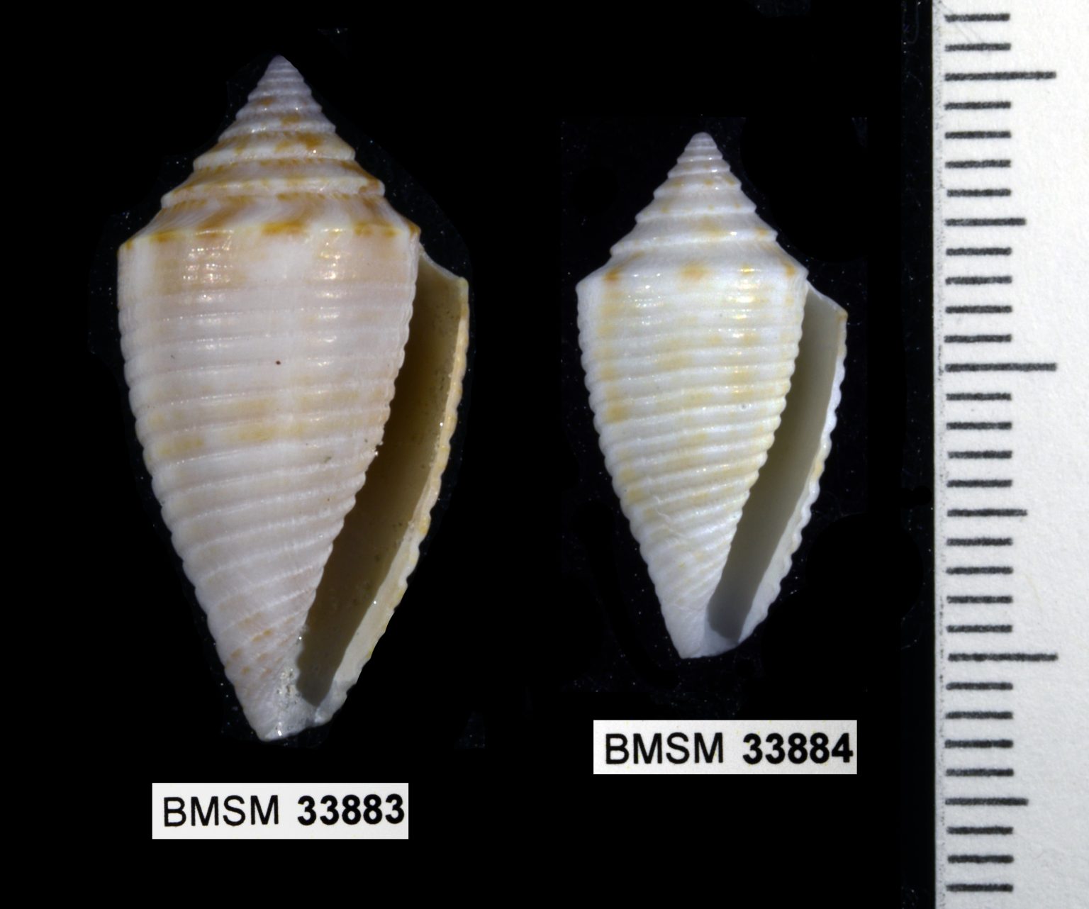 Family Conidae – Bailey-Matthews National Shell Museum
