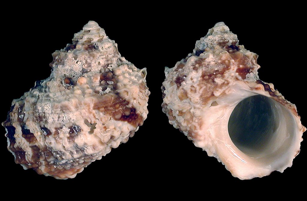 Southwest Florida Shells Guide - Bailey-Matthews National Shell Museum ...