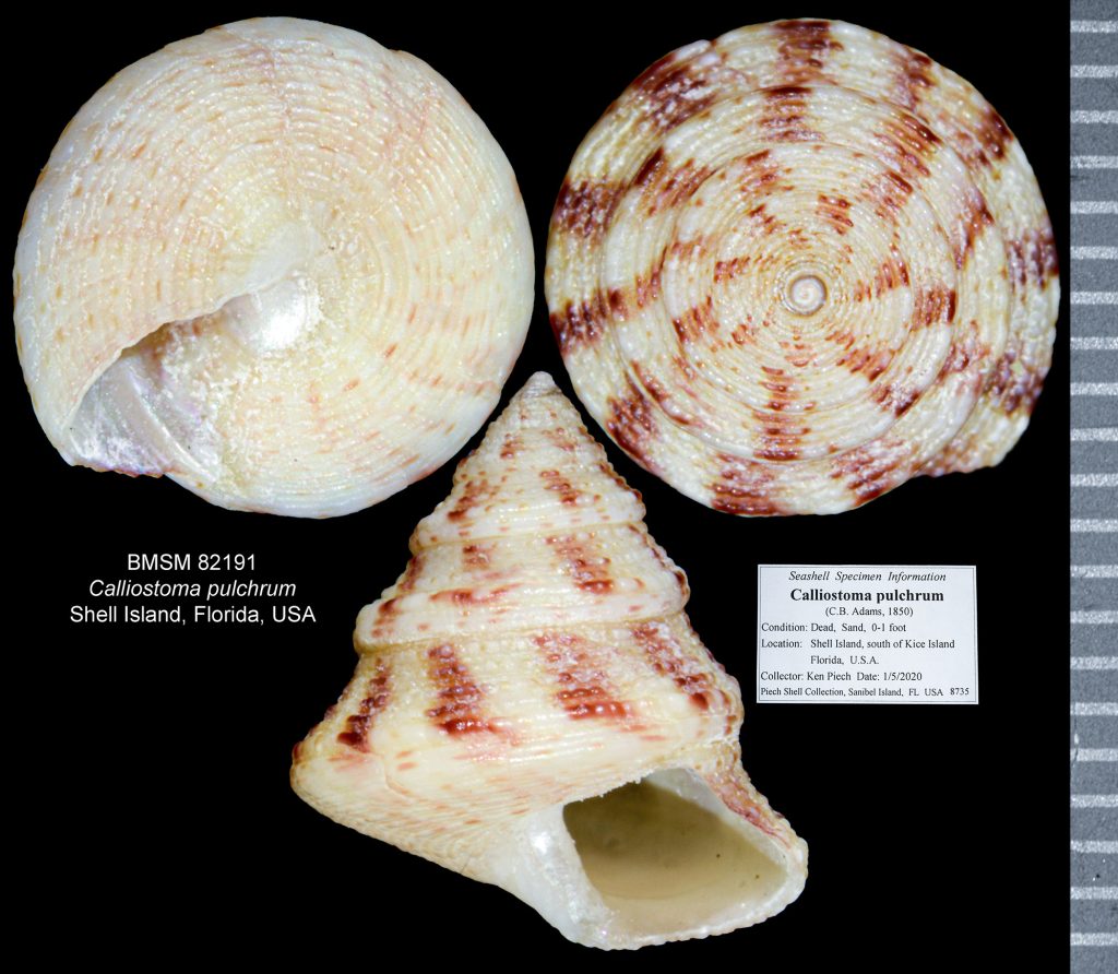 Southwest Florida Shells Guide - Bailey-Matthews National Shell Museum ...