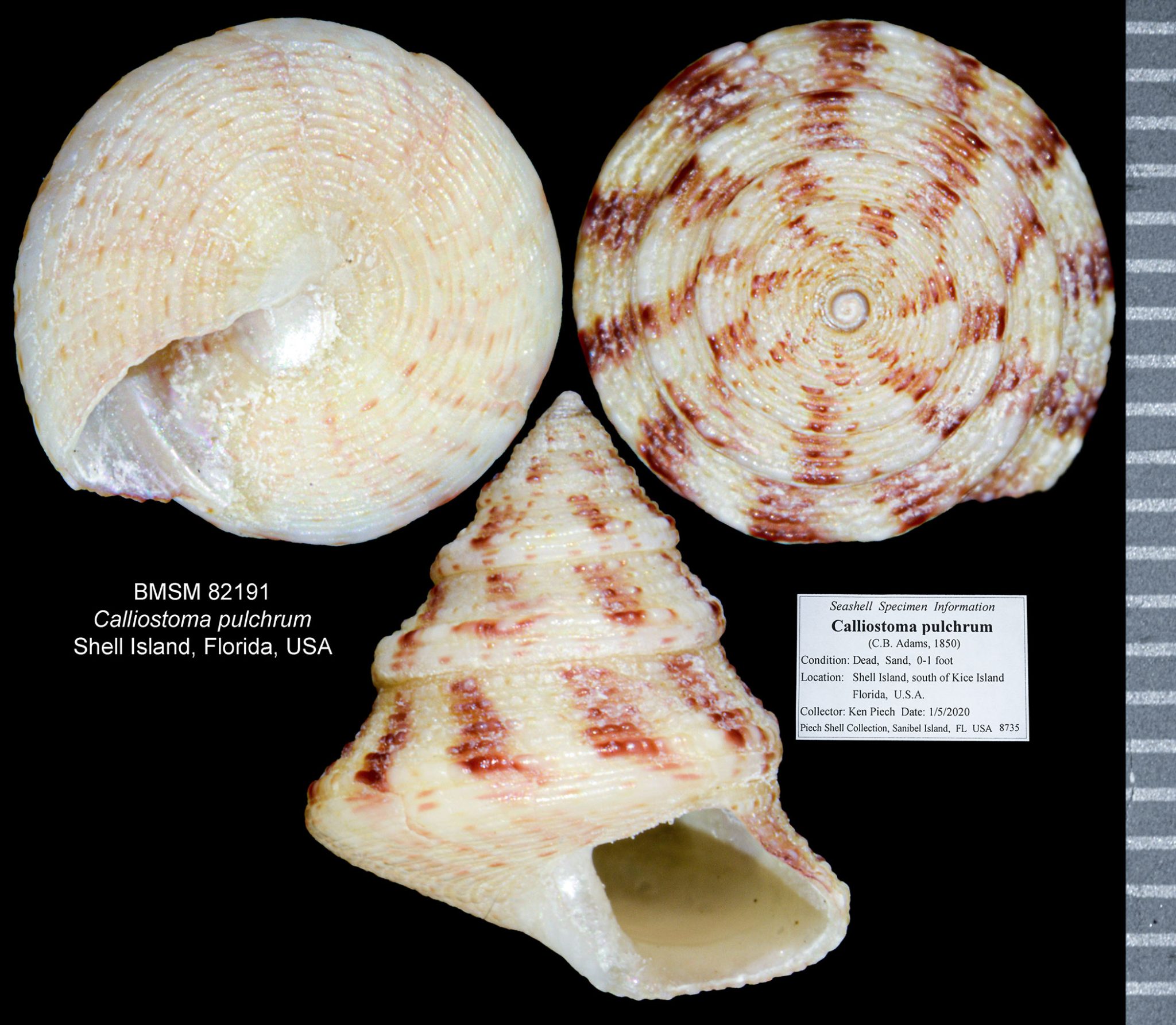 Southwest Florida Shells Guide - Bailey-Matthews National Shell Museum ...
