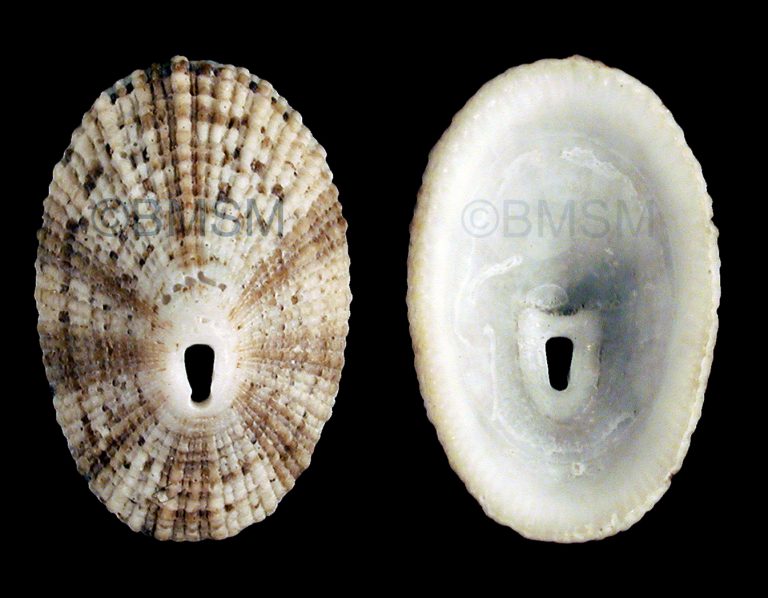 Southwest Florida Shells Guide - Bailey-Matthews National Shell Museum ...