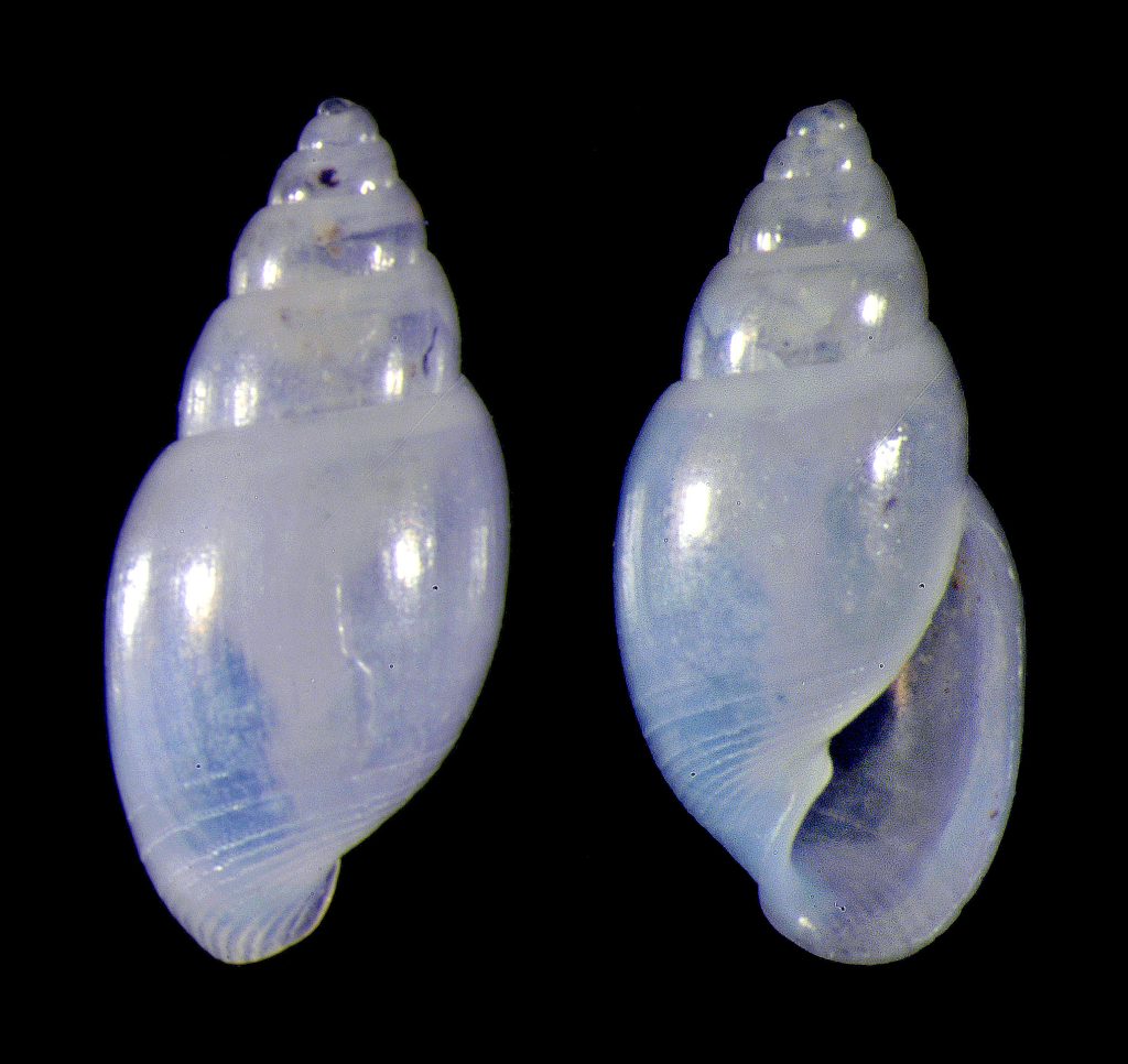Family Acteonidae – Bailey-Matthews National Shell Museum