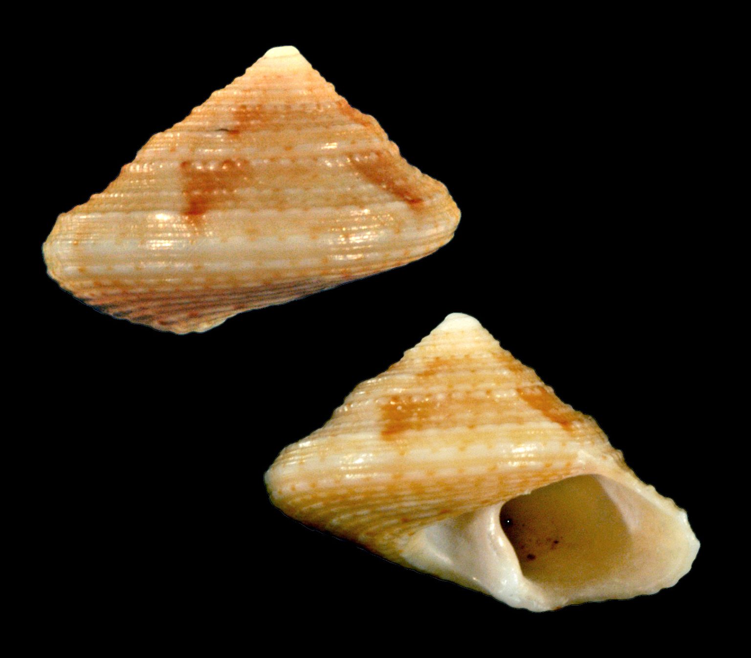 Southwest Florida Shells Guide - Bailey-Matthews National Shell Museum ...