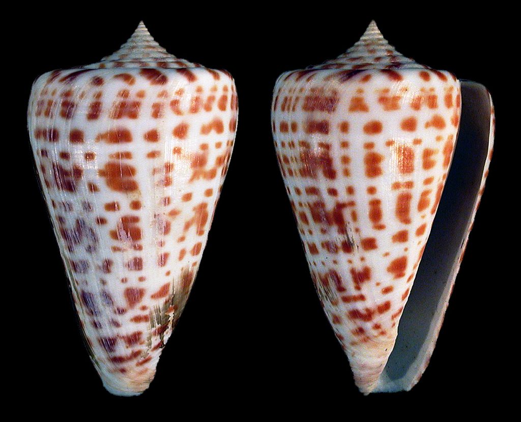 Family Conidae – Bailey-Matthews National Shell Museum