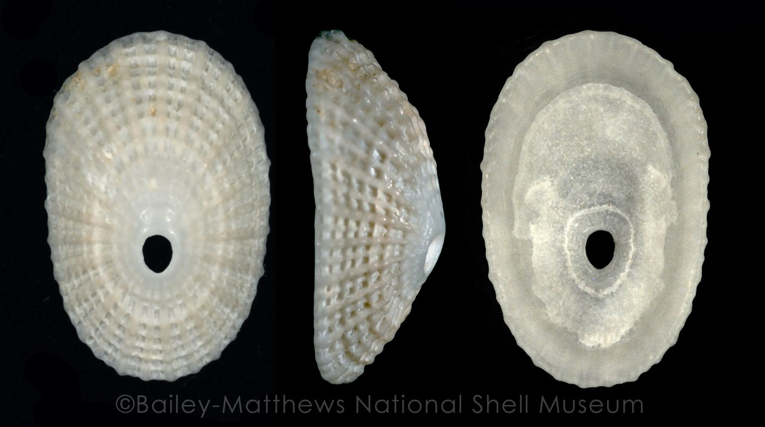 Southwest Florida Shells Guide - Bailey-Matthews National Shell Museum ...