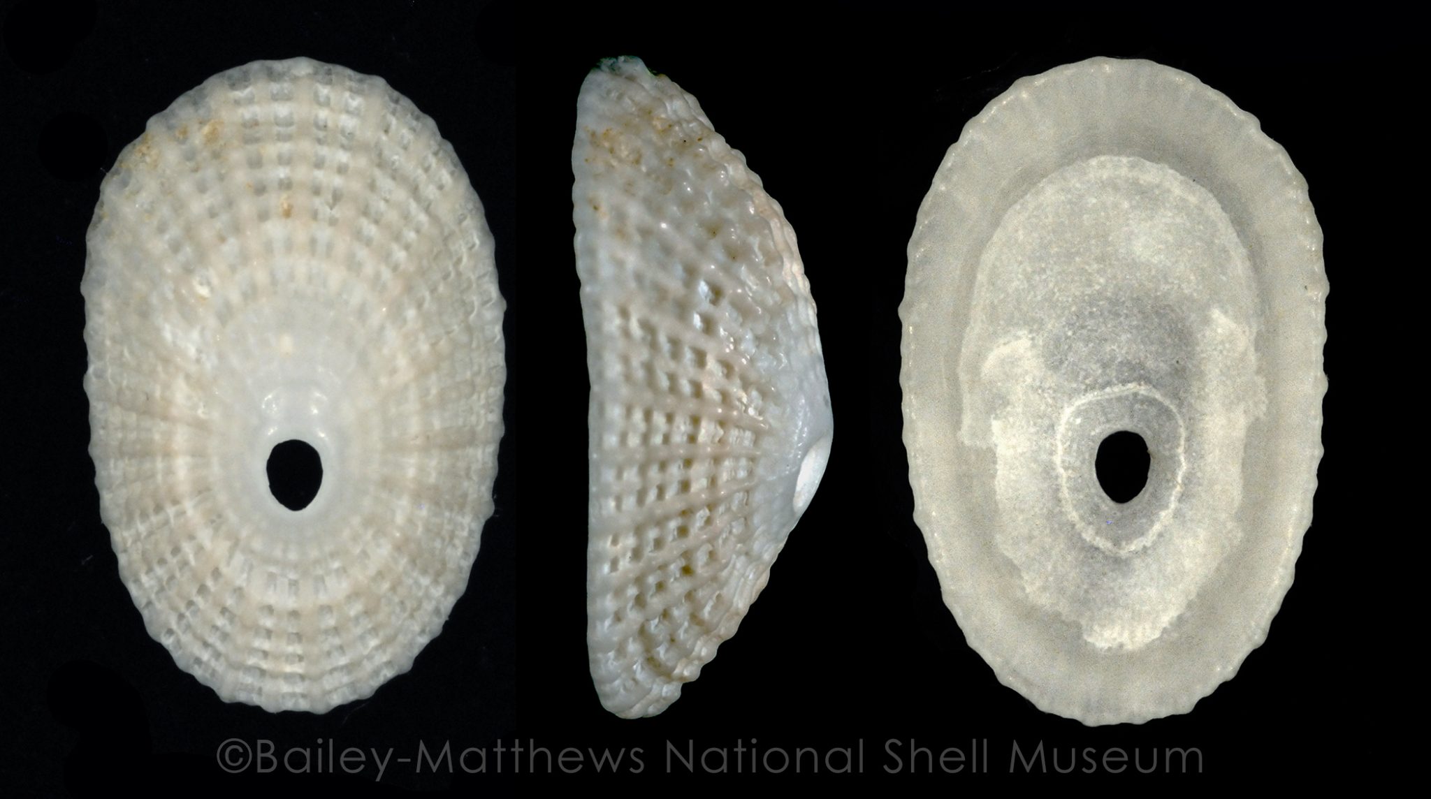 Southwest Florida Shells Guide - Bailey-Matthews National Shell Museum ...