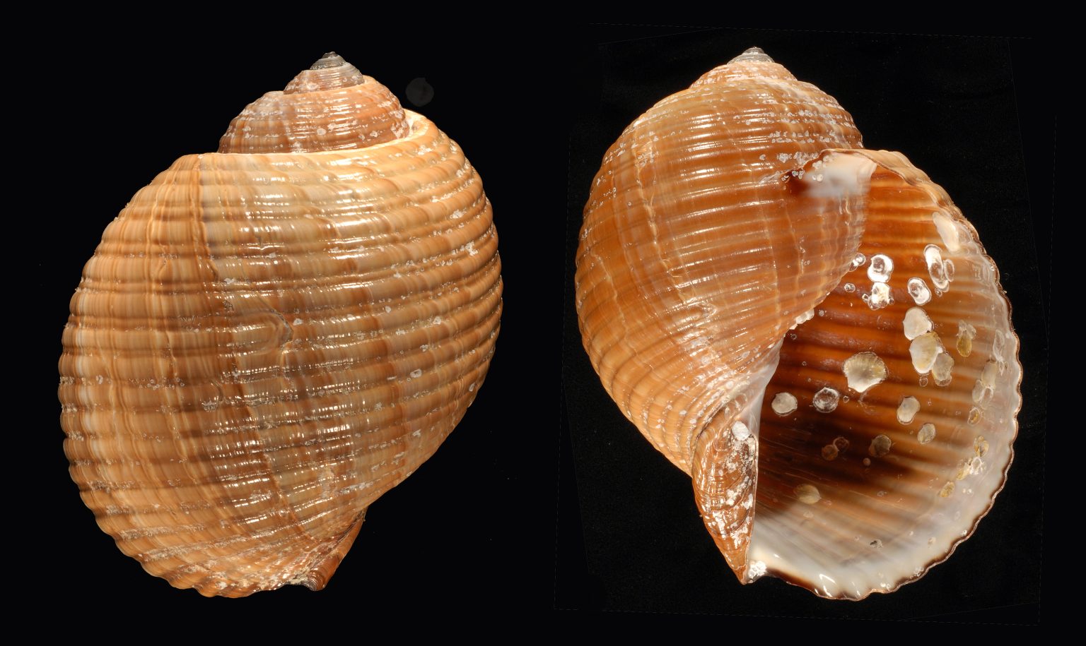 Family Tonnidae – Bailey-Matthews National Shell Museum