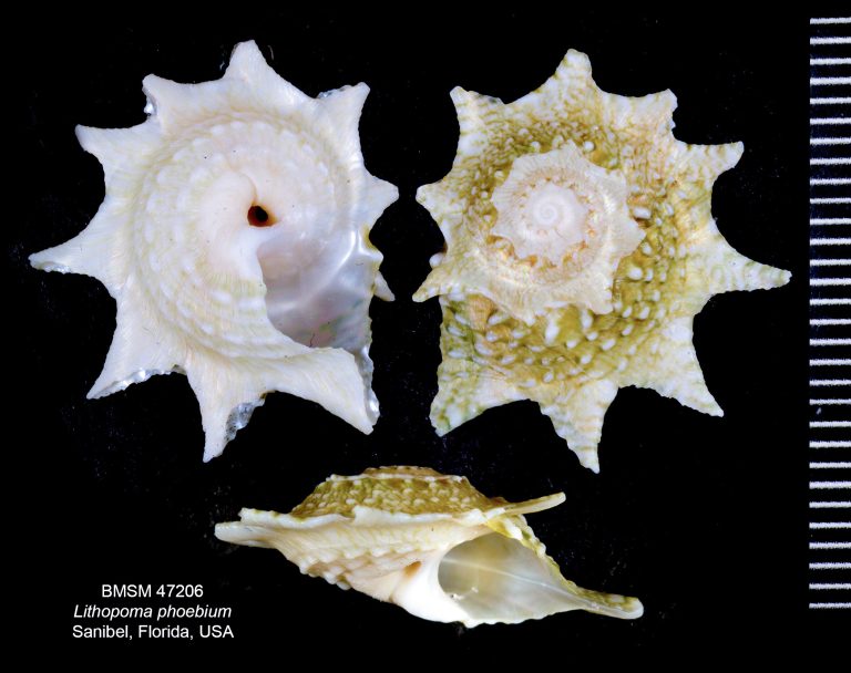 Southwest Florida Shells Guide - Bailey-Matthews National Shell Museum ...