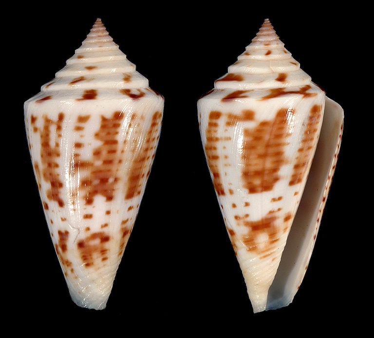 Family Conidae – Bailey-Matthews National Shell Museum