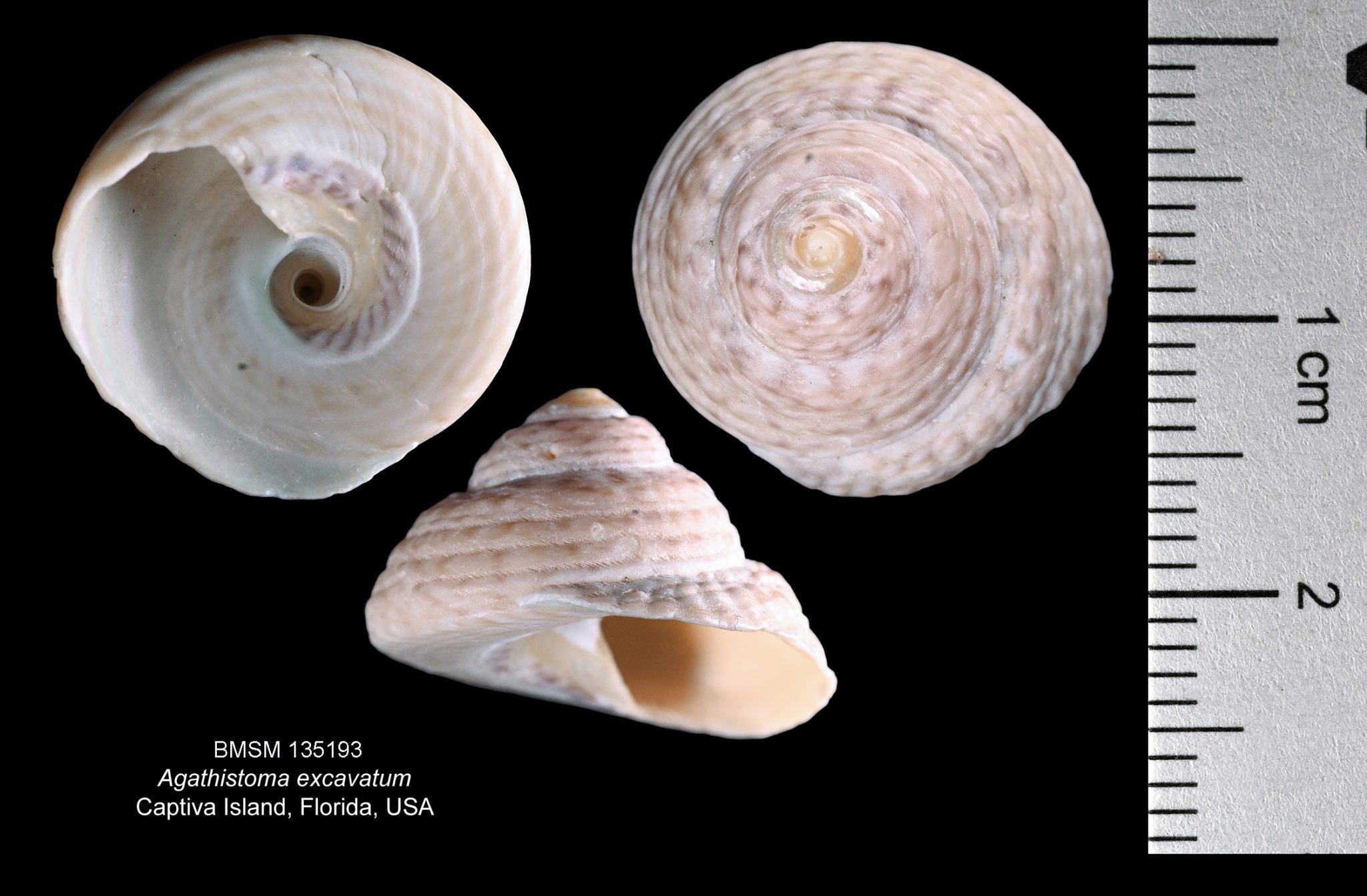 Southwest Florida Shells Guide - Bailey-Matthews National Shell Museum ...